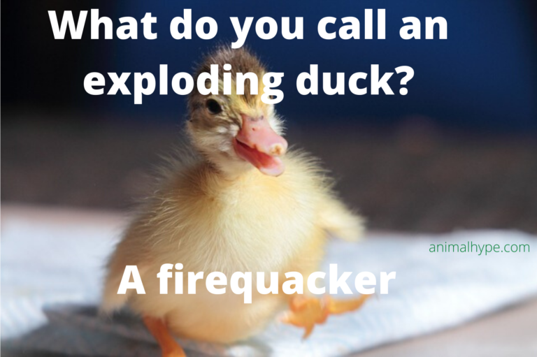 32 Funny Duck Puns That Will Quack You Up - Animal Hype