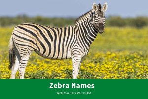 268 Cool Zebra Names for Your Stripey Friends - Animal Hype