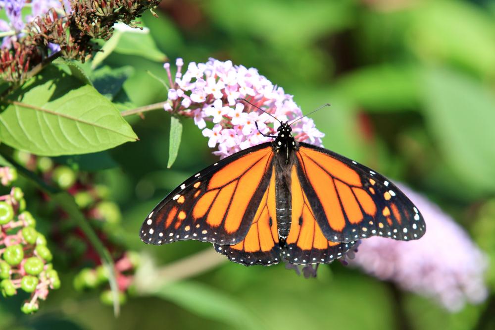 227 Butterfly Names For Your Fluttering Companion Animal Hype