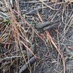 What Does Possum Poop Look Like? Identifying Droppings - Animal Hype