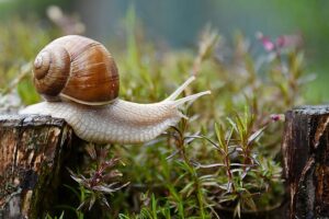 Lifecycle of a Snail: Crawling Through Time - Animal Hype