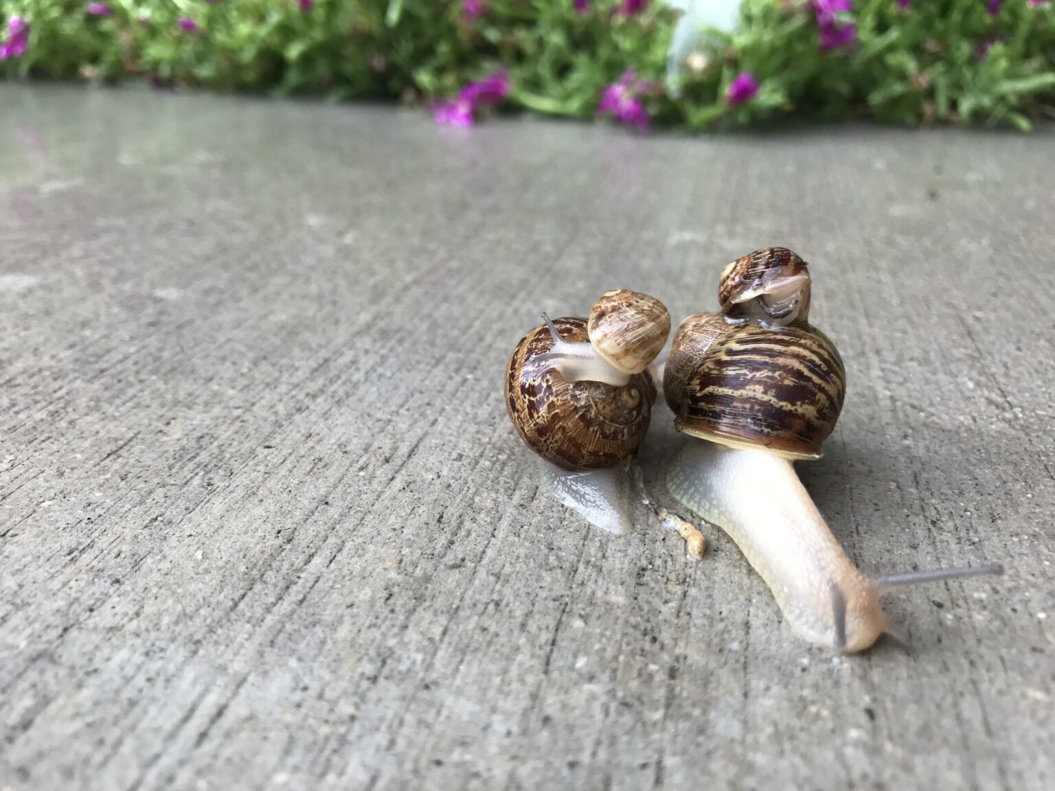 Lifecycle of a Snail: Crawling Through Time - Animal Hype