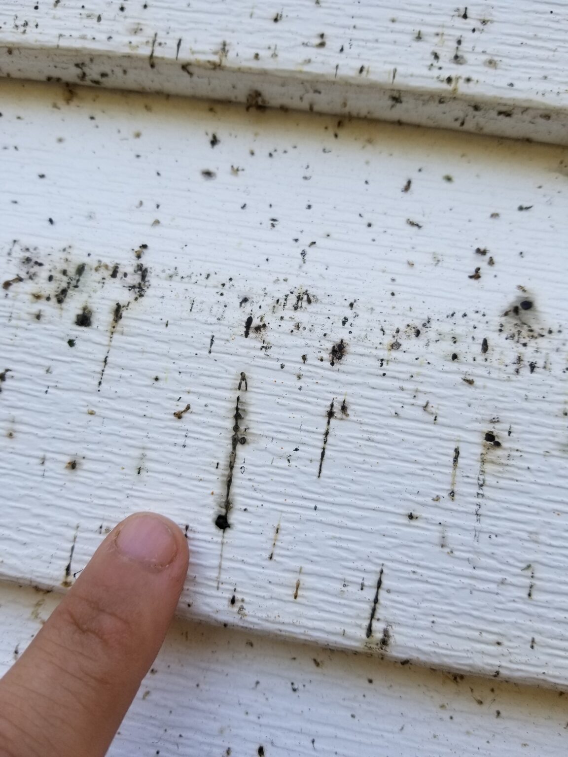 What Does Spider Poop Look Like? (Spider Droppings Pictures) - Animal Hype