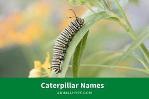 380 Playful Caterpillar Names for Your Crawly Companion - Animal Hype