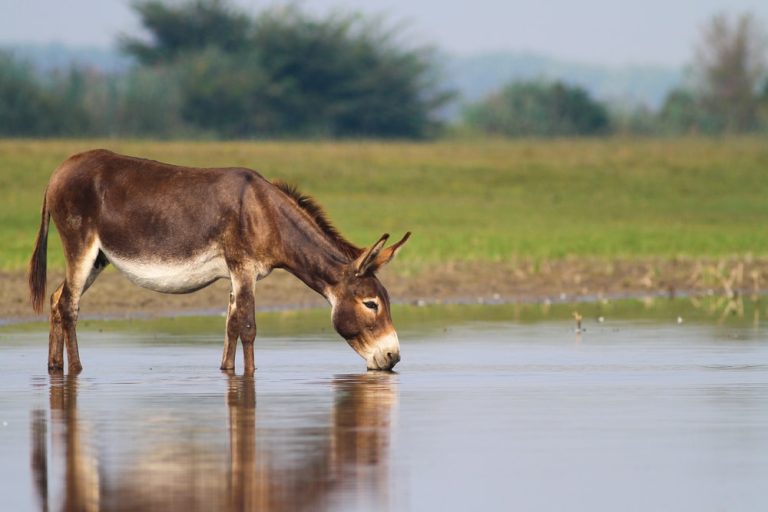 Can Donkeys Swim? Making a Splash - Animal Hype