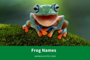 454 Croakingly Cute Frog Names for Your Jumpy Pet - Animal Hype