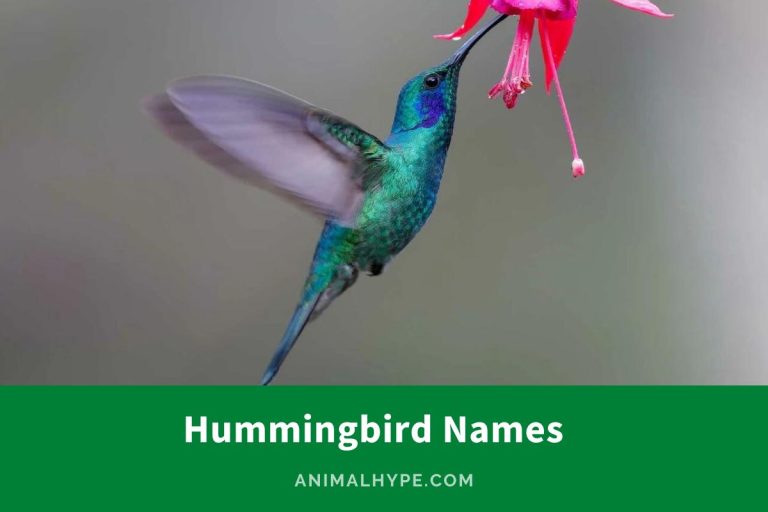 500 Buzzing Hummingbird Names for Your Feathered Jewel - Animal Hype