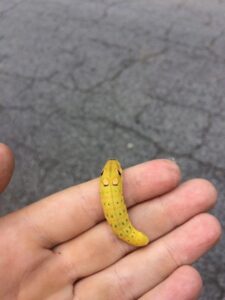 380 Playful Caterpillar Names for Your Crawly Companion - Animal Hype