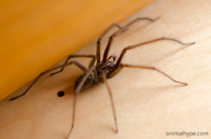 What Does Spider Poop Look Like? (Spider Droppings Pictures) - Animal Hype