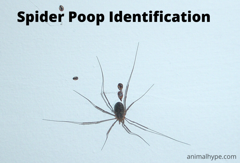 What Does Spider Poop Look Like? (Spider Droppings Pictures) - Animal Hype