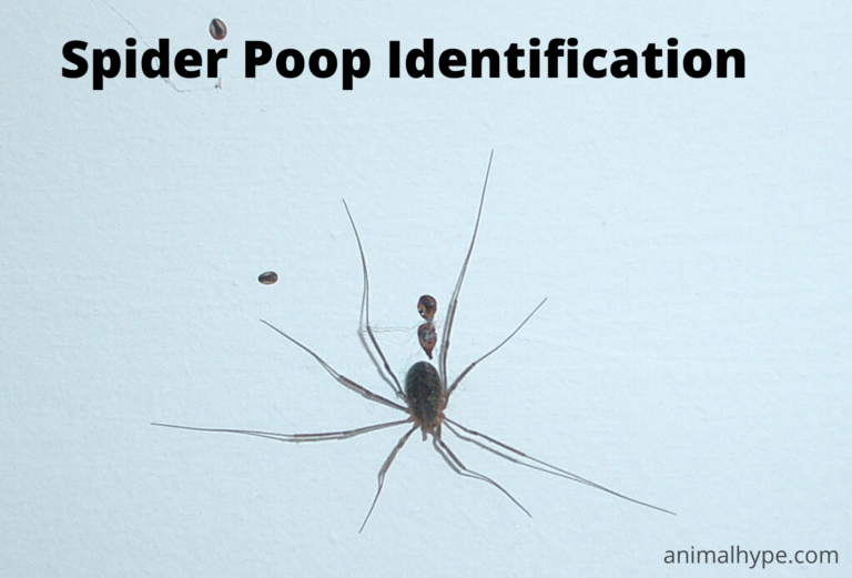 What Does Spider Poop Look Like? (Spider Droppings Pictures) - Animal Hype