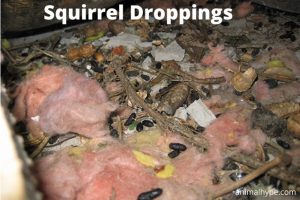 What Does Squirrel Poop Look Like? Squirrel Droppings Identification ...