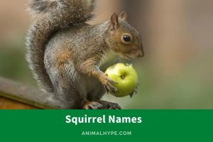 434 Adorable Squirrel Names for Your Tree-Hopping Pal - Animal Hype