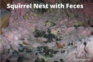 What Does Squirrel Poop Look Like? Squirrel Droppings Identification ...