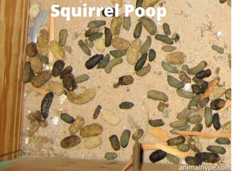 What Does Squirrel Poop Look Like? Squirrel Droppings Identification ...