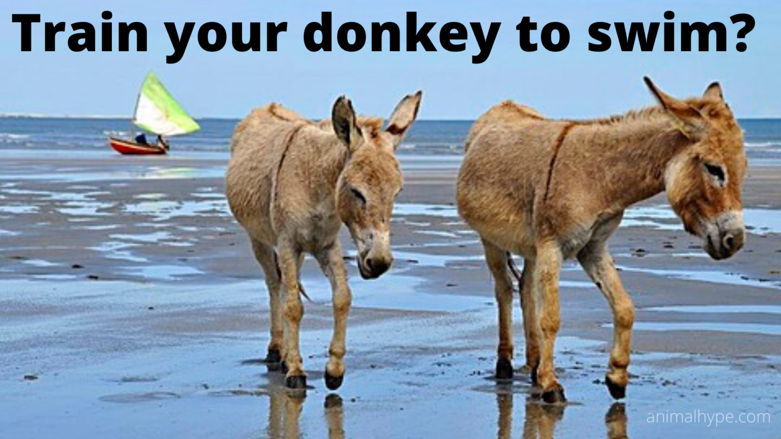 Can Donkeys Swim? - Animal Hype