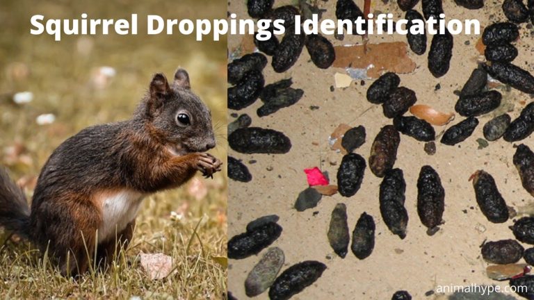 What Does Squirrel Poop Look Like? Squirrel Droppings Identification ...