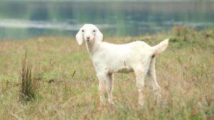 Can Goats Swim? From Grassy Fields to Watery Depths - Animal Hype
