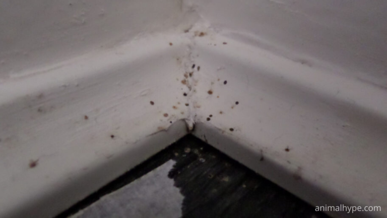 What Does Spider Poop Look Like? (Spider Droppings Pictures) - Animal Hype
