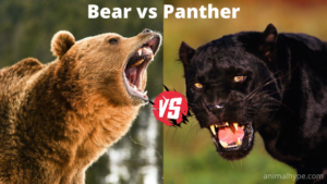 Bear vs Panther Fight Comparison - Who Would Win? - Animal Hype