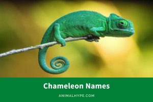 512 Vibrant Chameleon Names That Match Every Shade - Animal Hype