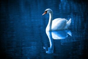 Swan vs Goose - What is the difference? - Animal Hype