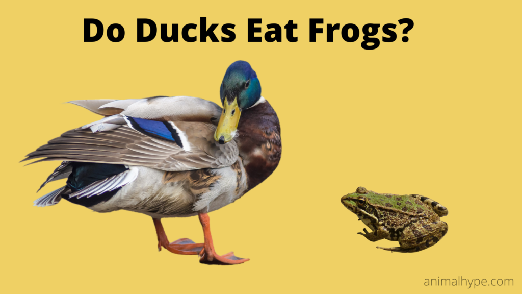 Do Ducks Eat Frogs? - Animal Hype