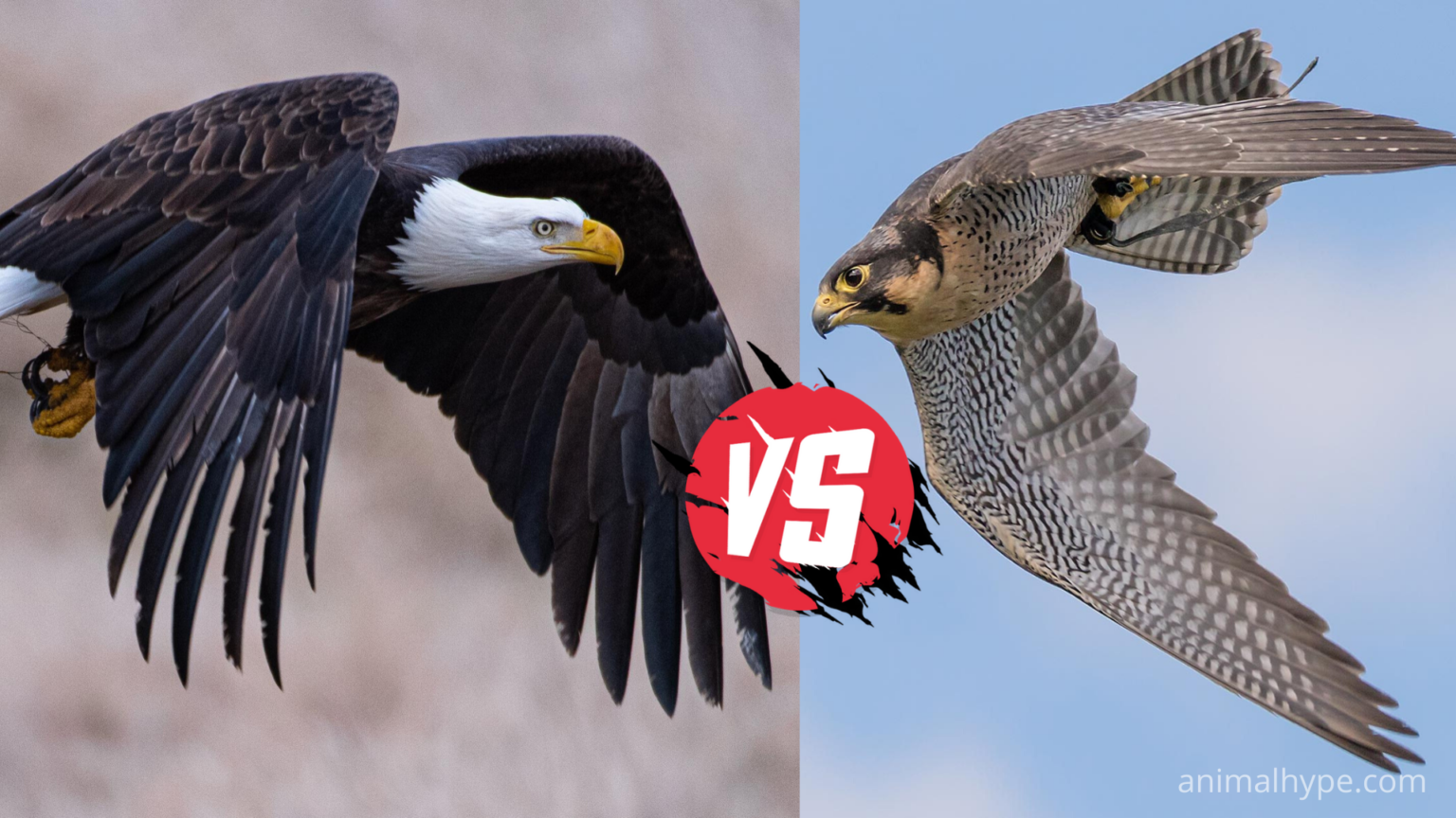 Eagle vs Falcon - What is the Difference? - Animal Hype
