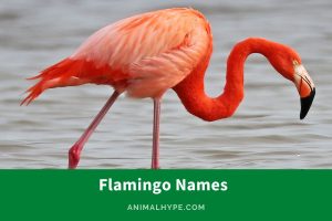 816 Fantastic Flamingo Names for the Graceful Bird - Animal Hype