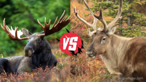 Moose vs Caribou - What is the difference? - Animal Hype