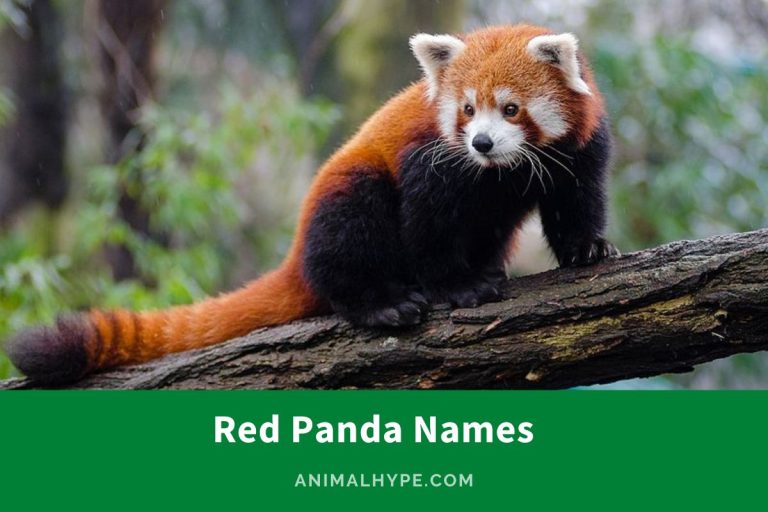 280 Adorable Red Panda Names for Forest's Cutest Rascals - Animal Hype