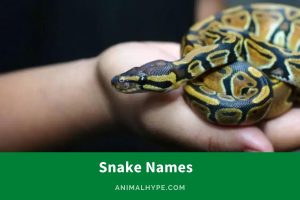 670 Sssensational Snake Names for Your Slithery Sidekick - Animal Hype