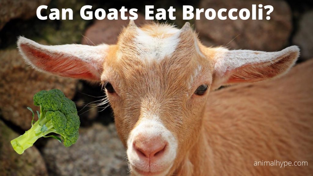Can Goats Eat Broccoli? The Green Verdict - Animal Hype
