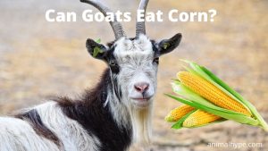 Can Goats Eat Corn? From Cob to Kernel, Here’s the Answer - Animal Hype