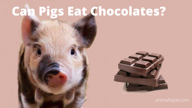 Can Pigs Eat Chocolates? - Animal Hype
