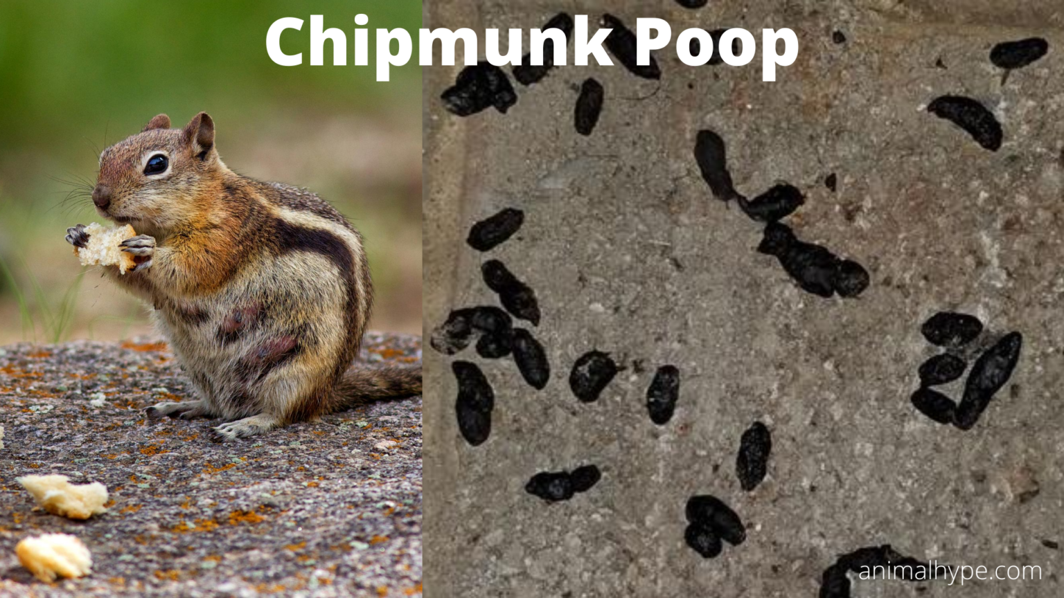 What Does Chipmunk Poop Look Like? Chipmunk Droppings Identification ...