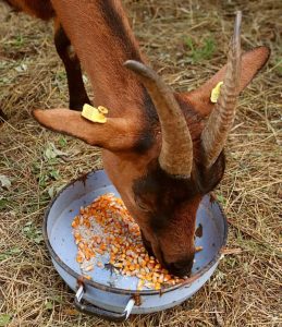 Can Goats Eat Corn? From Cob to Kernel, Here’s the Answer - Animal Hype