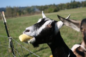 Can Goats Eat Corn? From Cob to Kernel, Here’s the Answer - Animal Hype