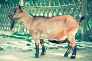 Goat vs Ram - What Is the Difference? - Animal Hype