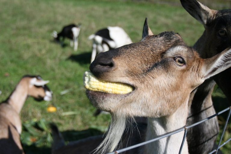 Can Goats Eat Corn? From Cob to Kernel, Here’s the Answer - Animal Hype