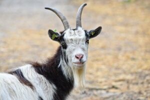 Goat vs Ram - What Is the Difference? - Animal Hype