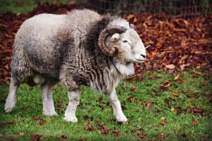 Goat vs Ram - What Is the Difference? - Animal Hype