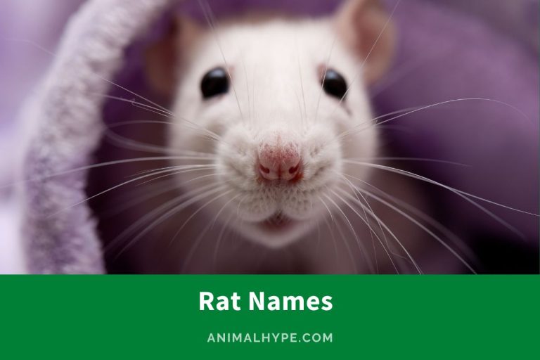500 Chucklesome Rat Names You'll Absolutely Love - Animal Hype
