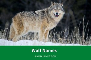 879 Wildheart Wolf Names Inspired by Nature's Raw Beauty - Animal Hype