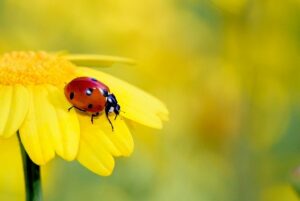 480 Adorable Ladybug Names for Your Garden's Gem - Animal Hype