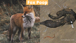 What Does Fox Poop Look Like? Fox Scat Identification - Animal Hype