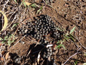 What Does Goat Poop Look Like? Goat Droppings Pictures - Animal Hype