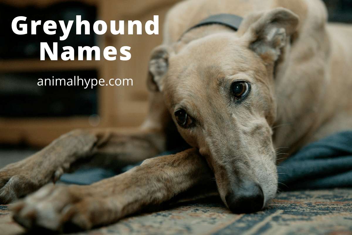 619 Speedy Greyhound Names For Your Prize Winning Pup Animal Hype