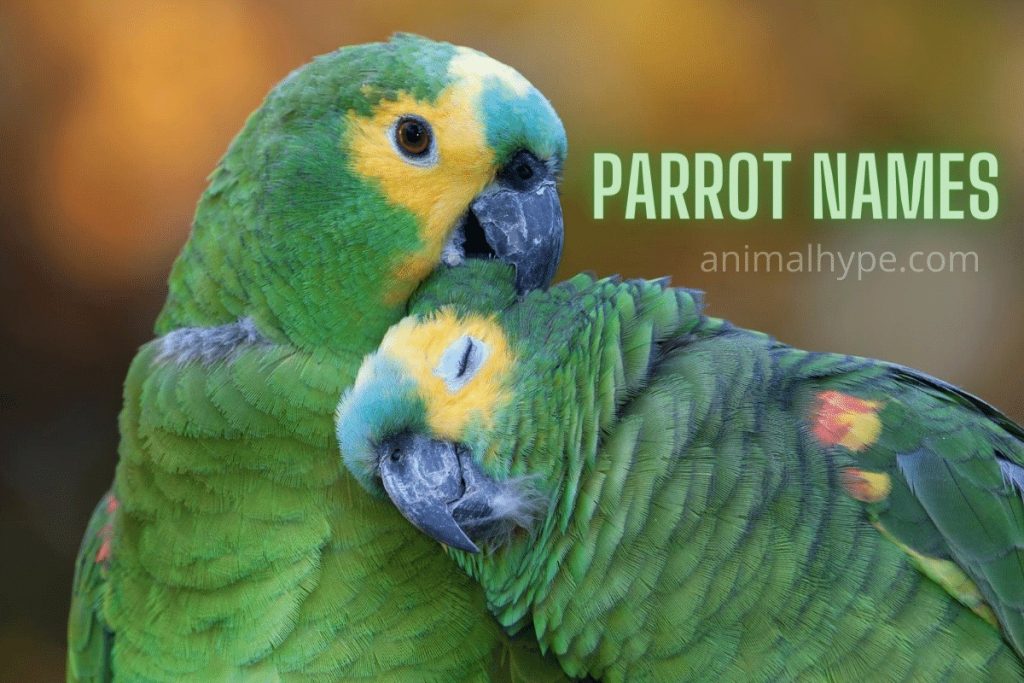 514 Memorable Parrot Names for Your Feathered Friend - Animal Hype