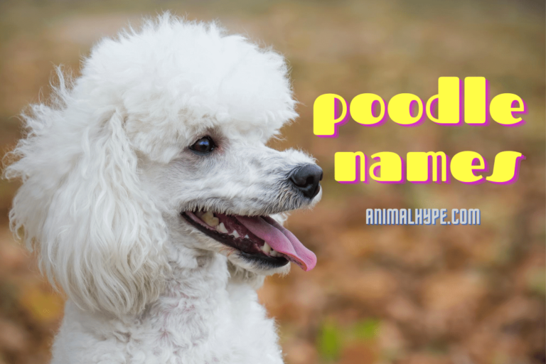347 Cute and Funny Poodle Names - Animal Hype